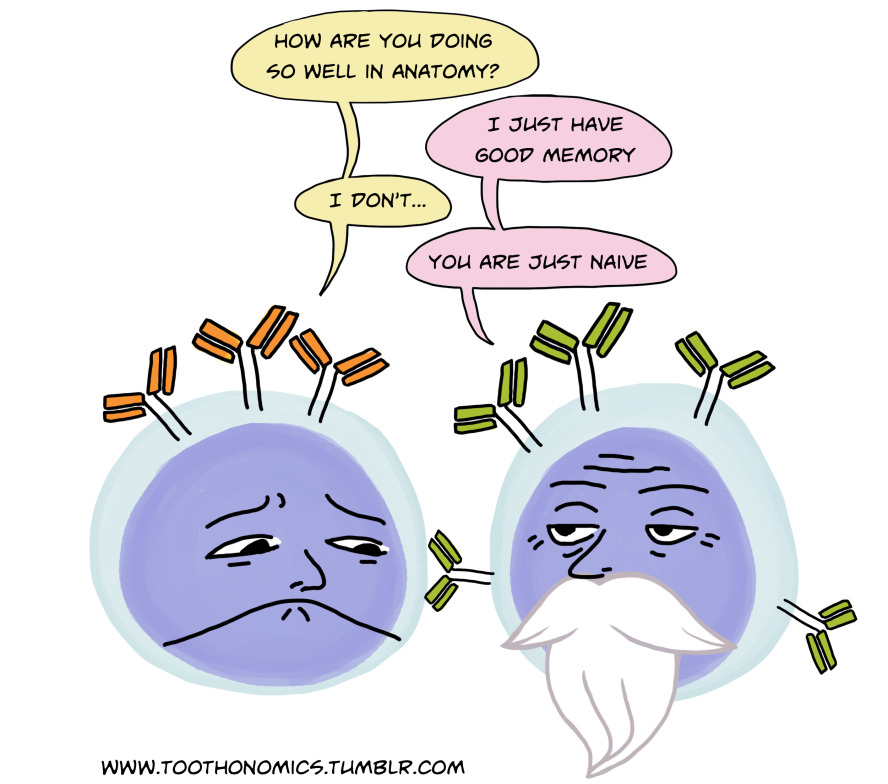Memory B Cells Cartoon